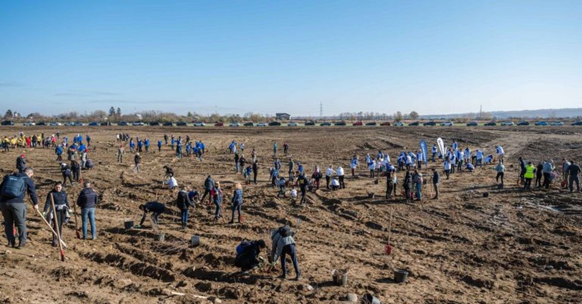 Retour sur le projet "Plantons la forêt CCIFER" de la CCIF Roumanie ...